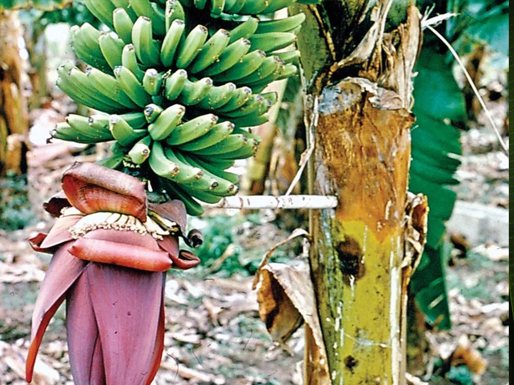 Harnessing Nature's Bounty: The Remarkable World of Banana Fiber – Dharini